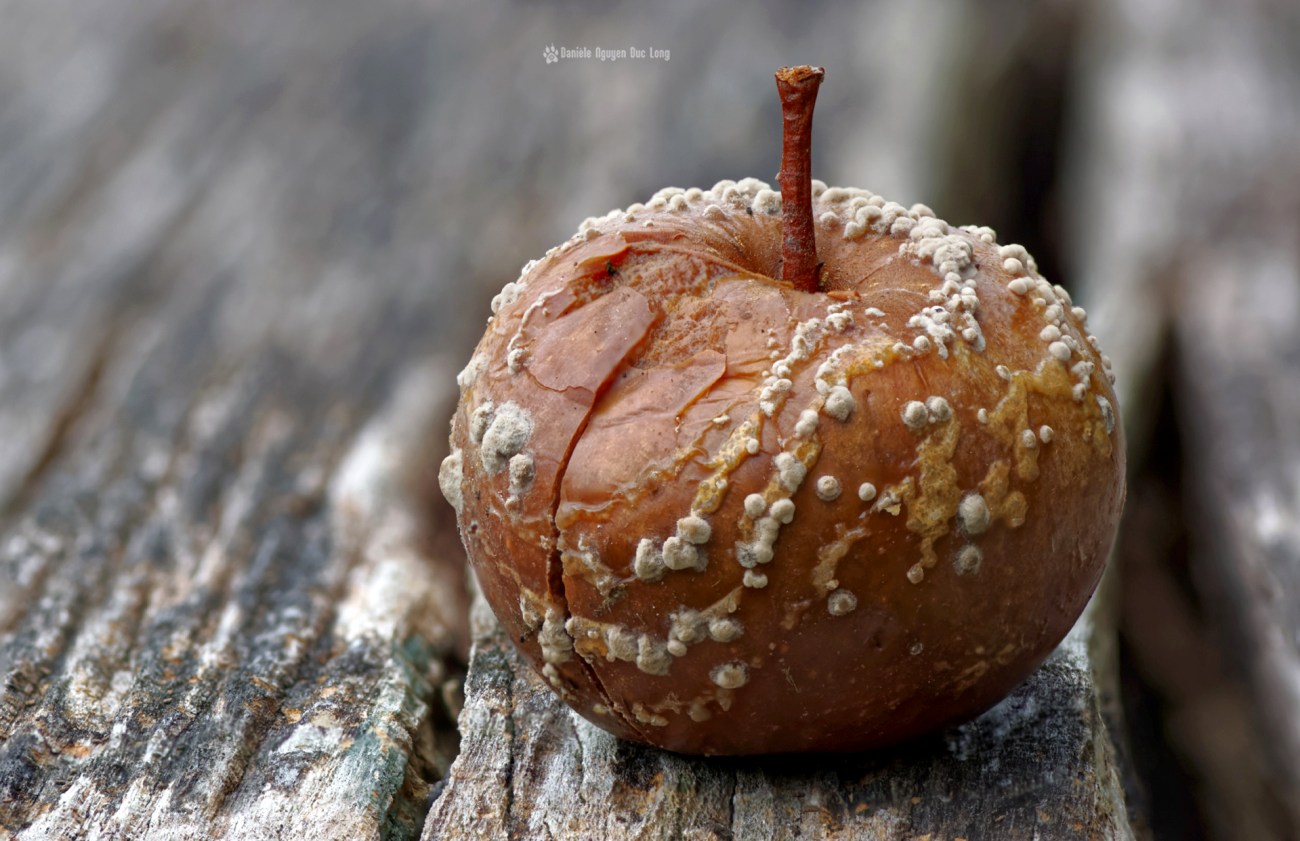 Pourrir… | La Tribu d'Anaximandre – des photos au fil des jours… de ...